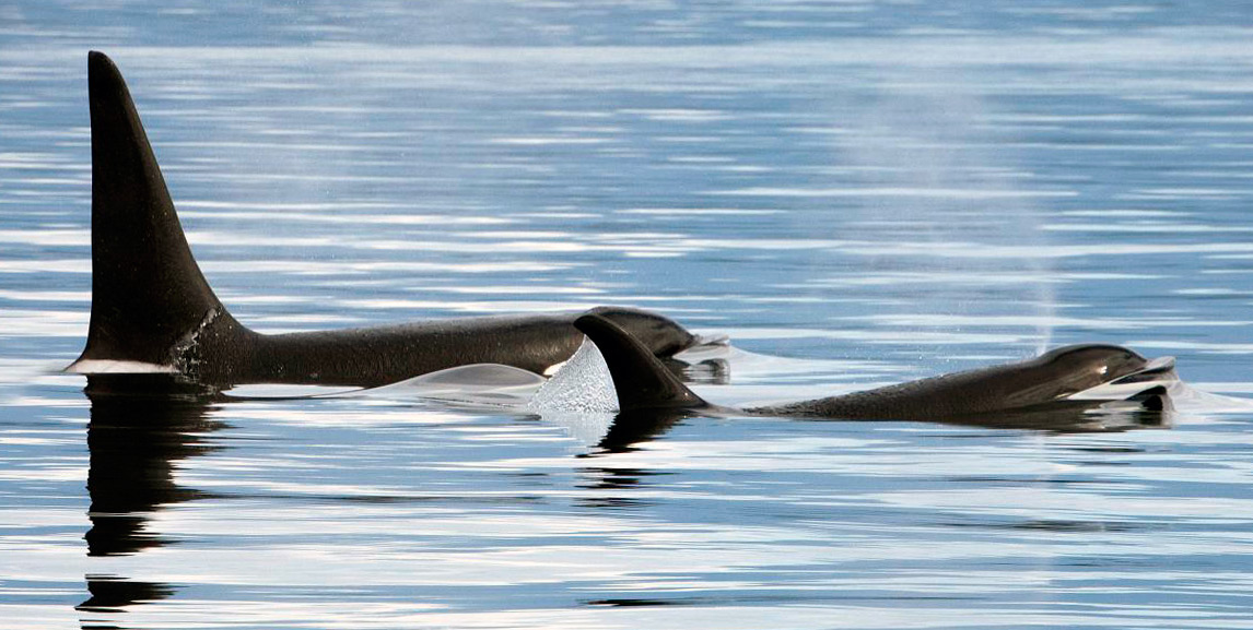 orcas-killer-whale-facts-and-adaptations-orcinus-orca-in-antarctica